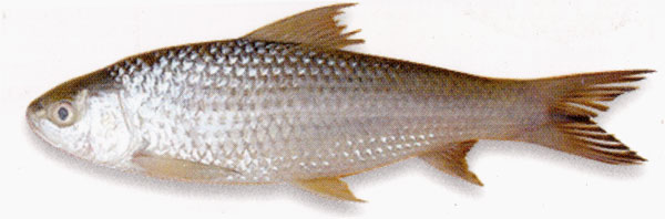 FRESH WATER FROZEN FISH EXPORTER OF BANGLADESH | MEGA GROUP