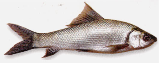 FRESH WATER FROZEN FISH EXPORTER OF BANGLADESH | MEGA GROUP